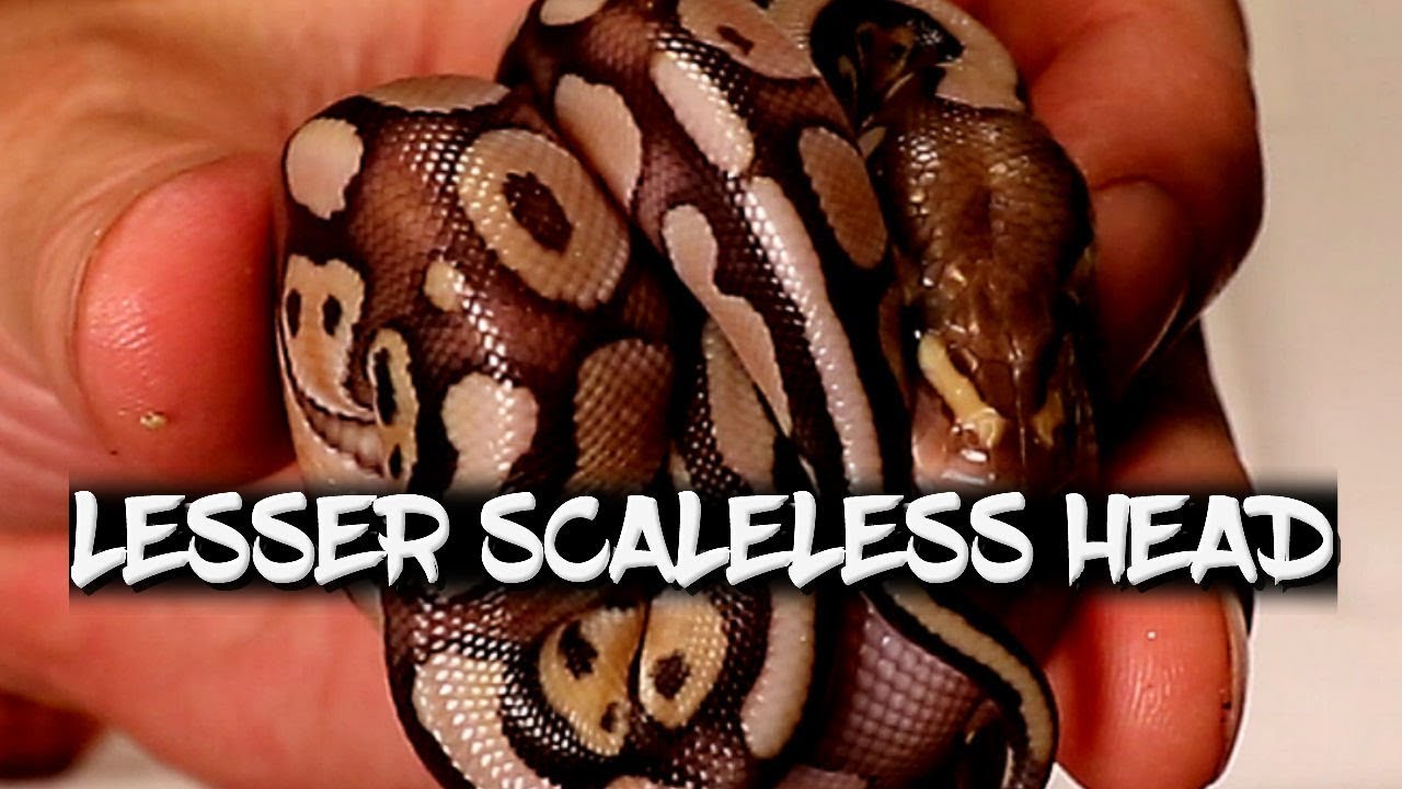 Did I hatch out a Lesser Scaleless Head ball python?