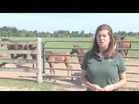Horse Pasture: Weaning Horses