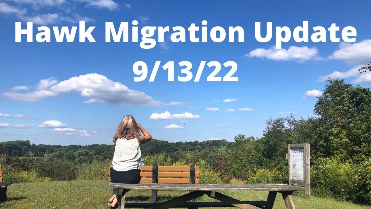Hawk Migration Update, September 13th, 2022
