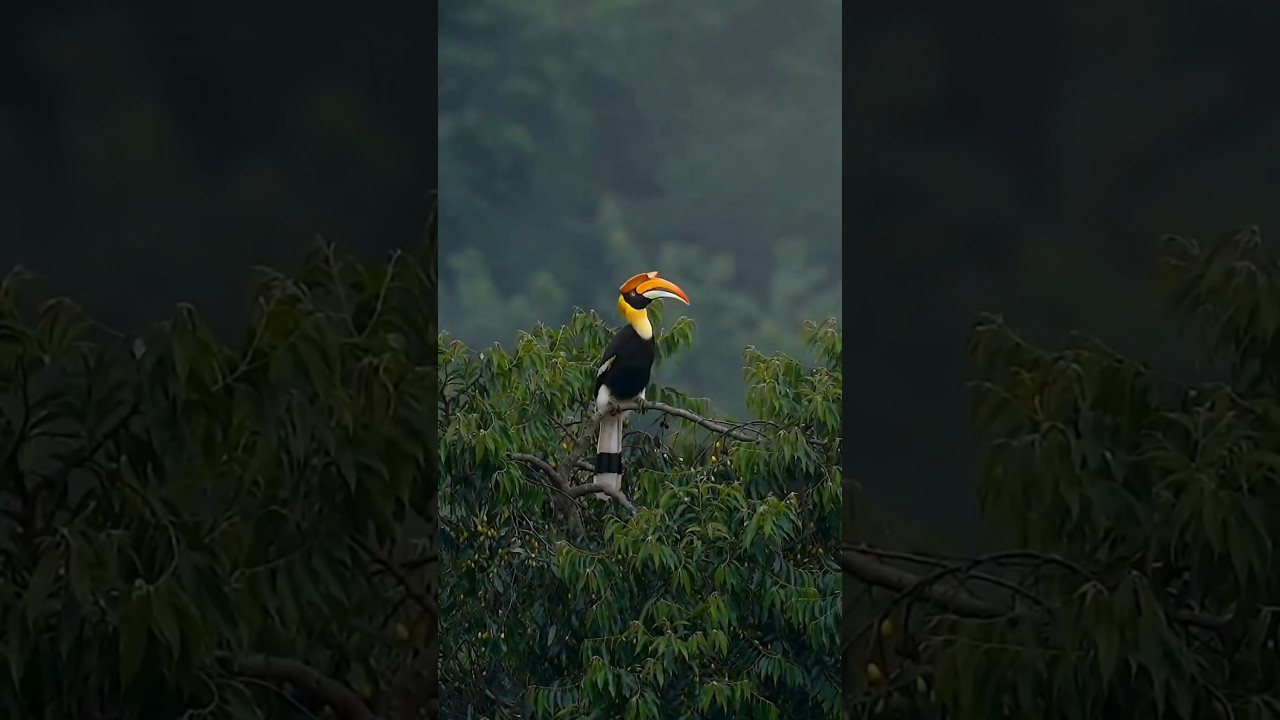 This carbon trick actually heals dead forests #shorts #biochar #solution