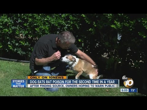 Dog eats rat poison for second time in a year