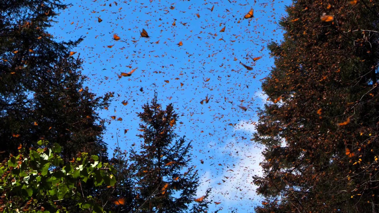 Bug Bytes - Mexico's Overwintering Monarchs: An Introduction
