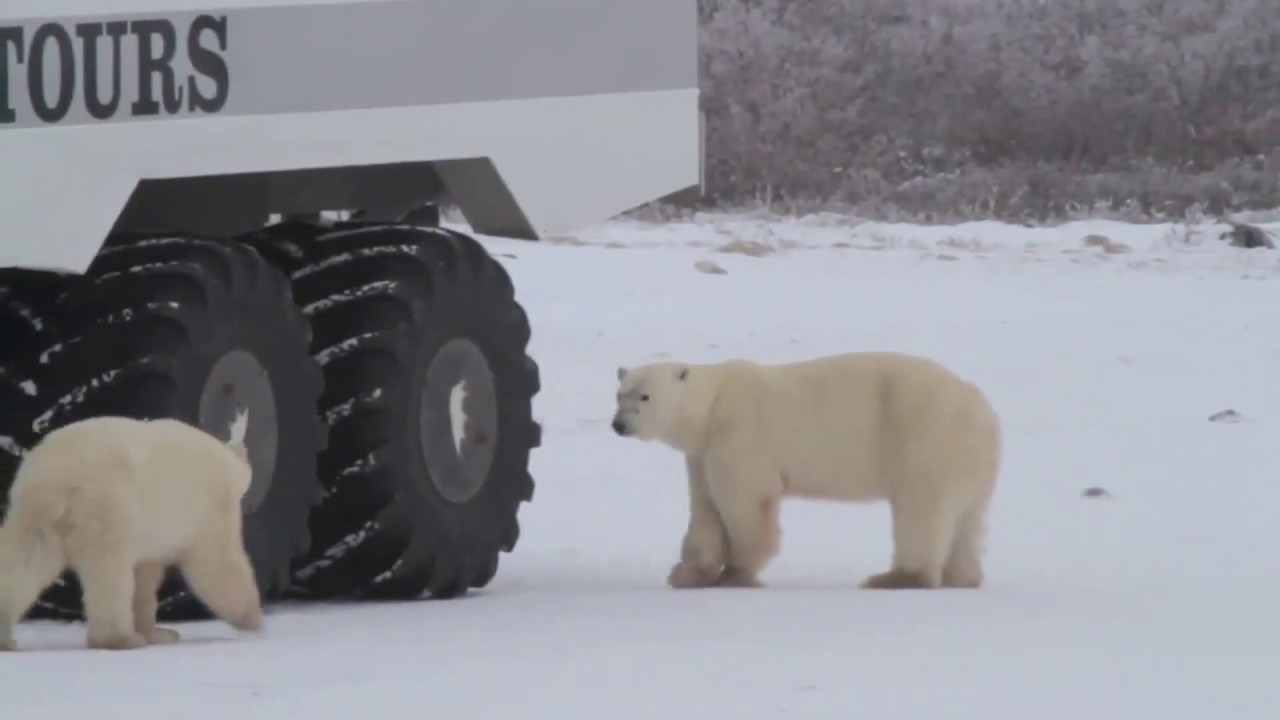 Great White Bear Tours | 2015 Feature