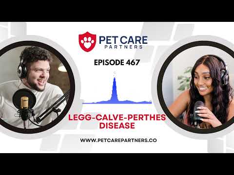 EP 467: Legg-Calvé-Perthes Disease in Dogs – Diagnosis, Treatment, and Prognosis | Pet Care Partners