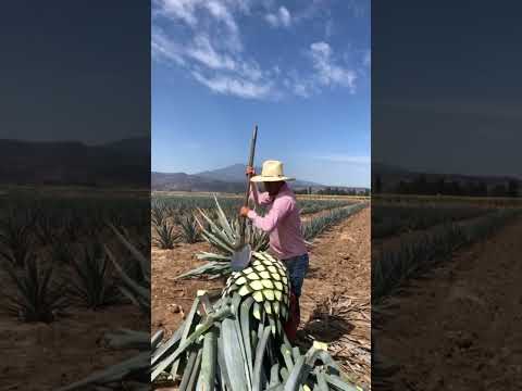 In the agave fields with Volcan Tequila. 😳 #shorts #satisfying #agave #tequila