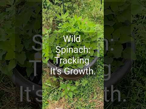 Wild Spinach: Tracking The Growth Of This Important Food Source. #garden #wildfood #foraging