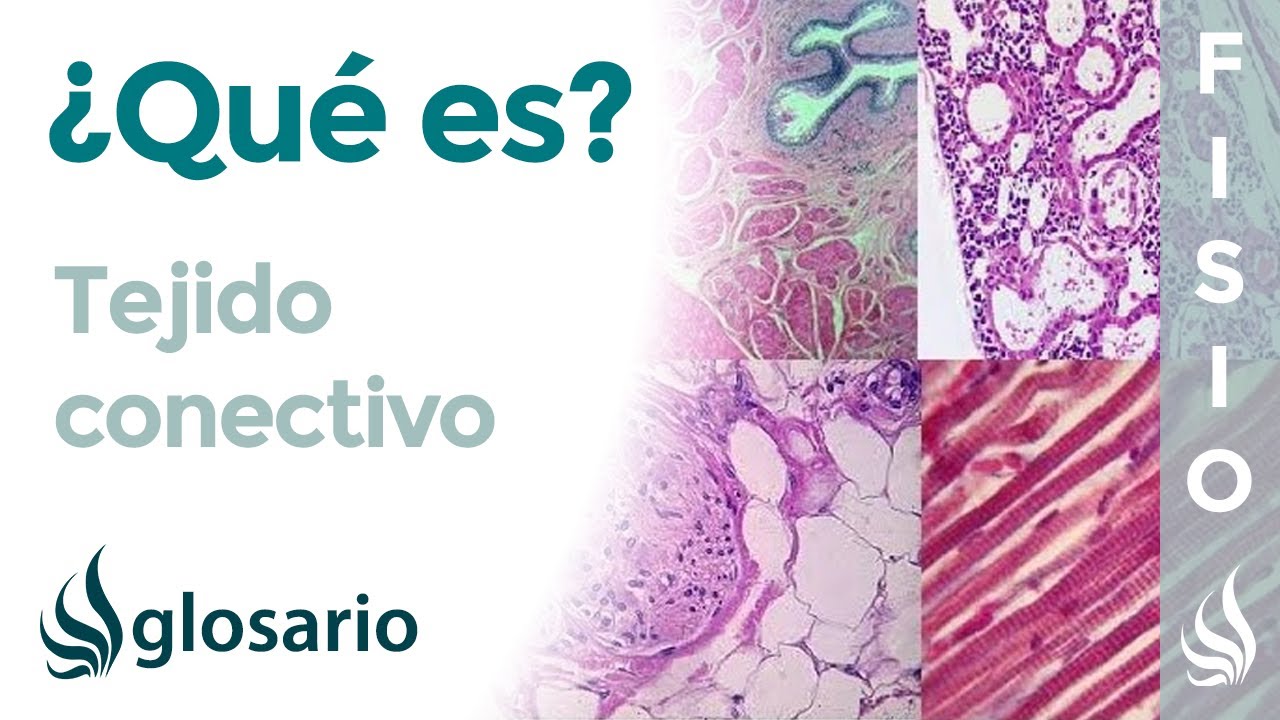 TEJIDO CONECTIVO | Qué es, significado, cómo está formado, clasificación y función