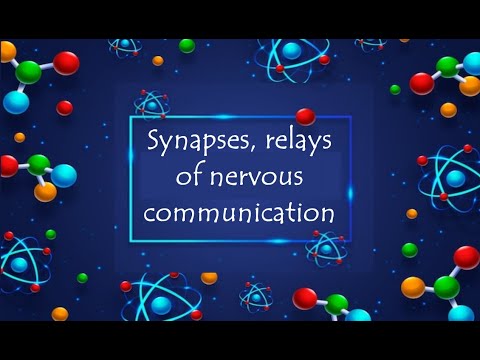 Synapses