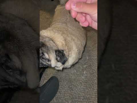 Unlimited Pug Hair