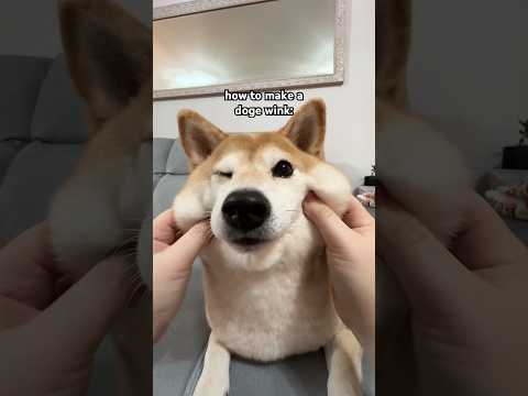 Cuteness Overload: Ultimate SQUISH
