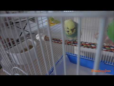 What Sparked Your Interest in Birds?
