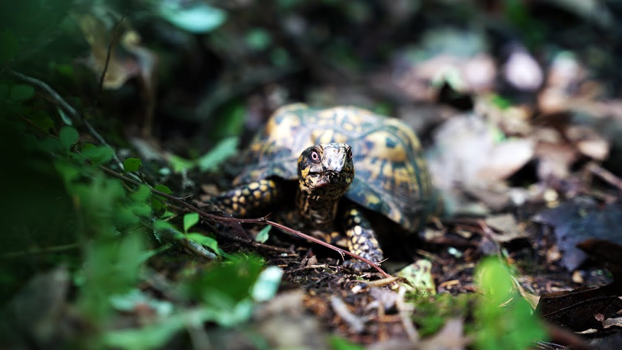 Eastern Box Turtles Released Back into the Wild