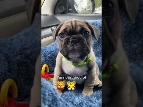 One thing that TERRIFIES this frenchie puppy #shorts #puppy #frenchbulldog