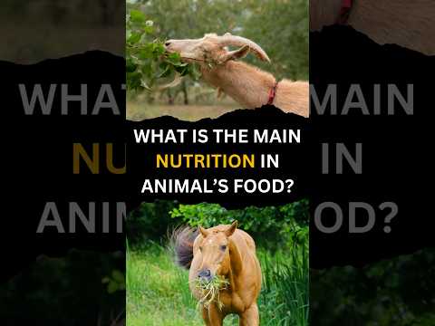 What is the Main Nutrition in Animal's Food | #Science #parchamclasses