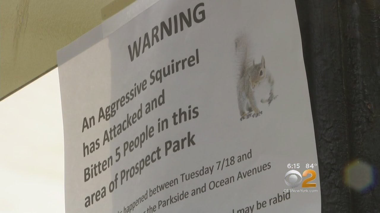 Aggressive Squirrel Attacks Parkgoers