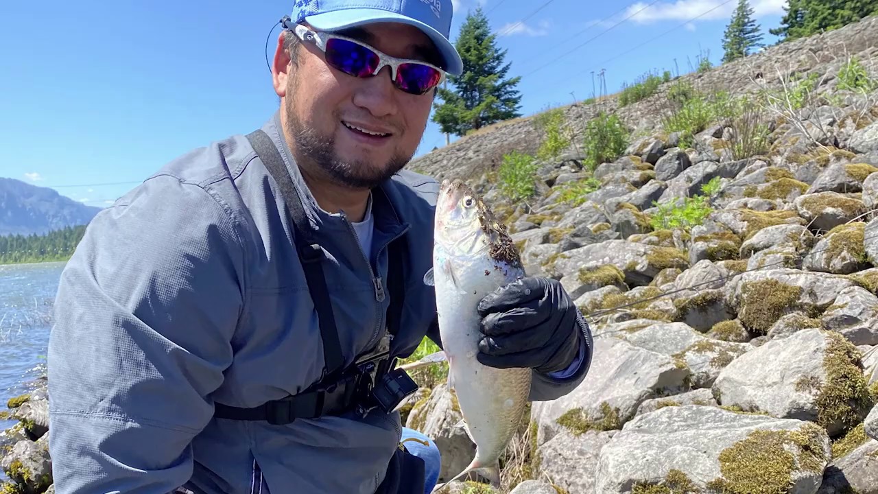 BEST WAY to Cook and Eat Shad - Crispy and No Bones!