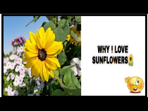 why I love sunflowers🌻🌻|| facts about sunflower || helianthus || poppy || asteraceae || pseudanthium