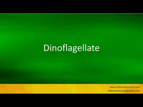 Pronunciation of the word(s) "Dinoflagellate".