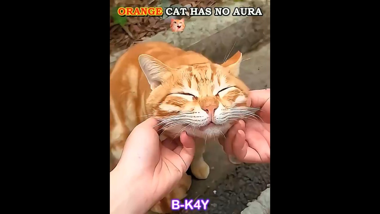 Orange Cats Has No Aura🐱✨#shorts #cat #orangecat #trolledit #phonk #catshorts #aura #viral #edit #us
