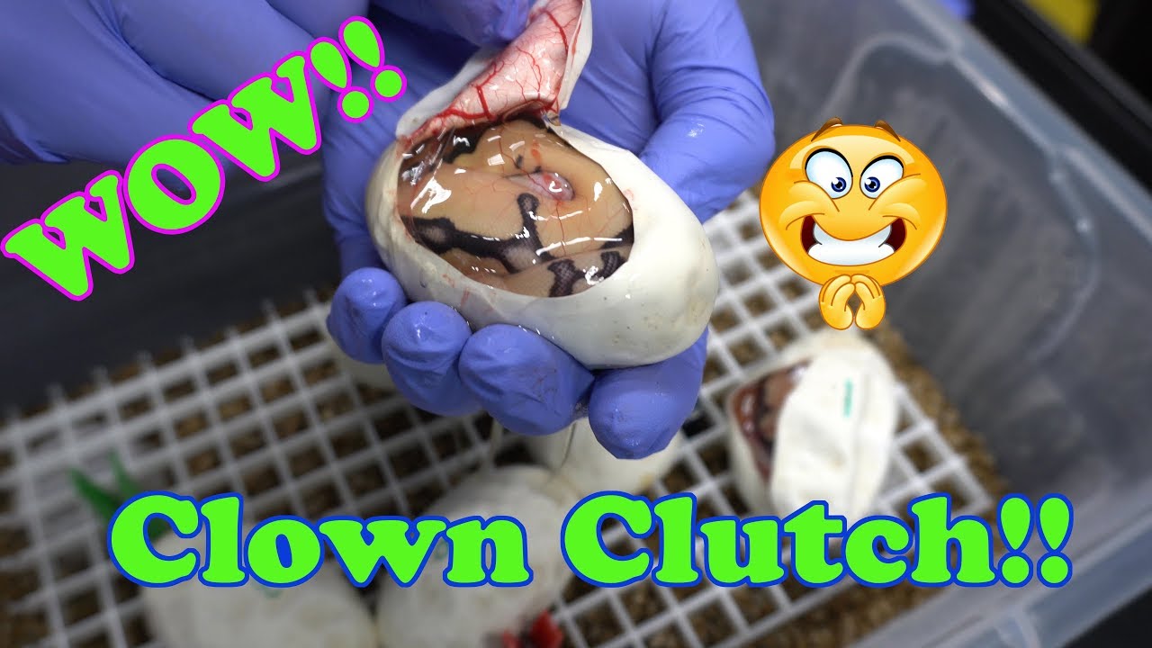 Enchi Cinnamon Het Clown Ball Python Clutch Cutting!