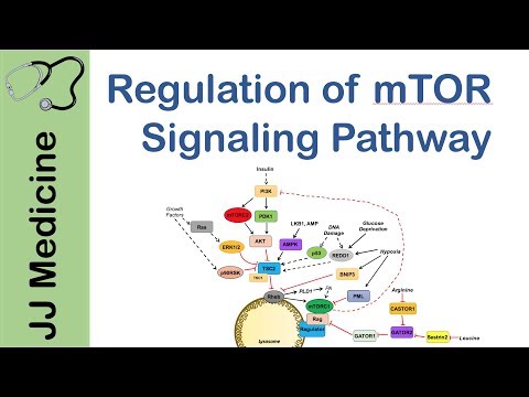 mTOR Signaling Pathway | Nutrient and Cell Stress Regulation