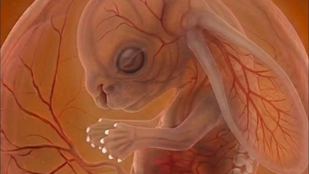 Rabbit Embryo Development 3D Simulation