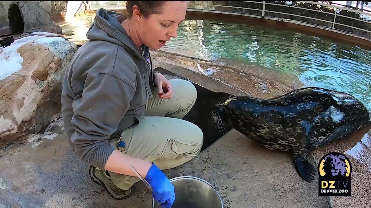 Meet Kim, the Harbor Seal