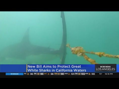 New bill aims to protect Great White sharks off the coast of California