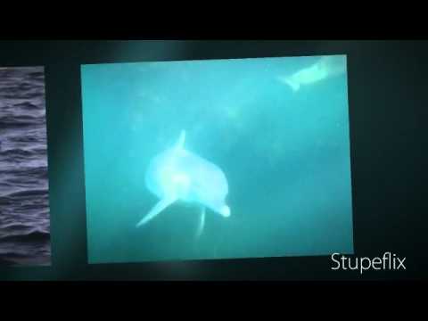 A collection of dolphin photos 2