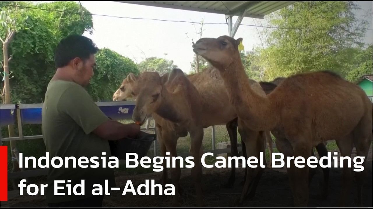 Camel Farming Booms in Indonesia Ahead of Eid al-Adha | AC1W