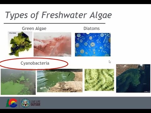 Cyanobacteria and Algal Toxins - A Growing Problem