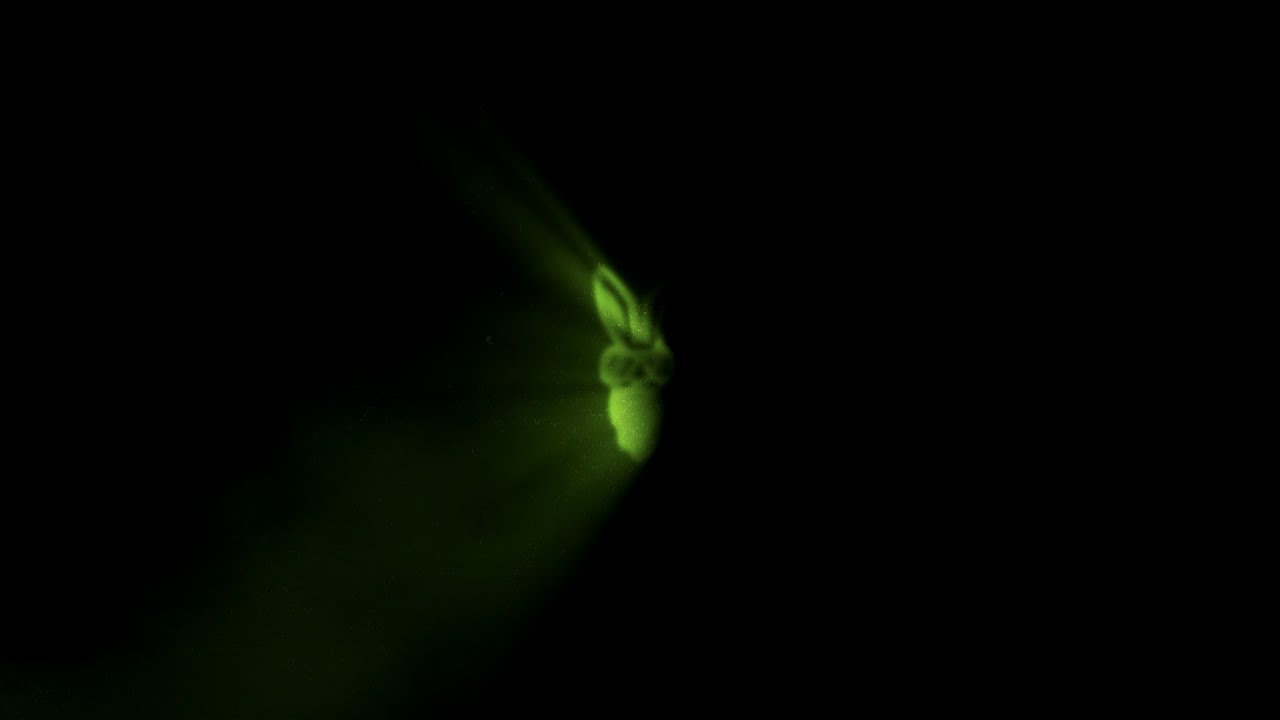 Free Quick Ray Spotlight Intro Template #79 Adobe After Effects Free Download