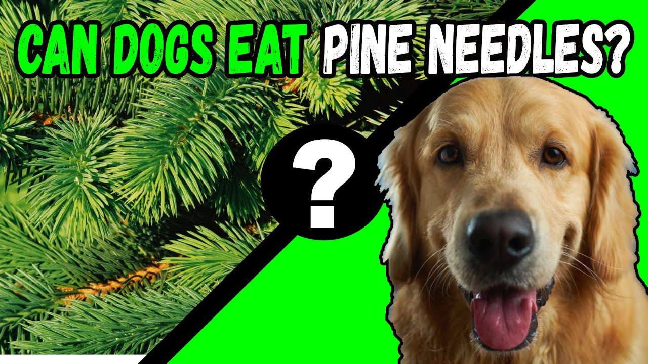 Can Dogs Eat Pine Needles