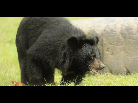 #MoonBearDay2019: All about moon bears, #savemoonbears – SAVING BEARS…