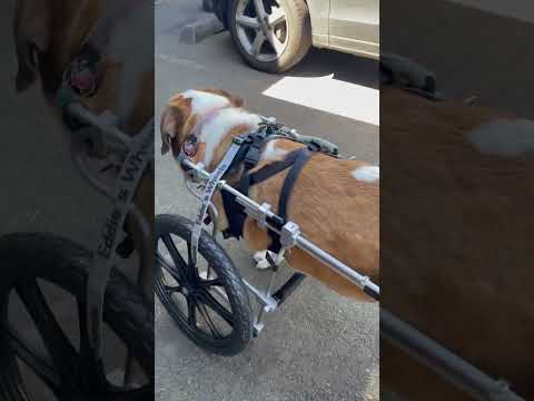 Arya gets some hot wheels! #dogtraining #physicalrehabilitation #osteosarcoma #saintbernard #dog