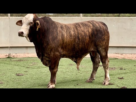Lot #445 Golden Certified F1 Braford Bull - J&J Cattle Co