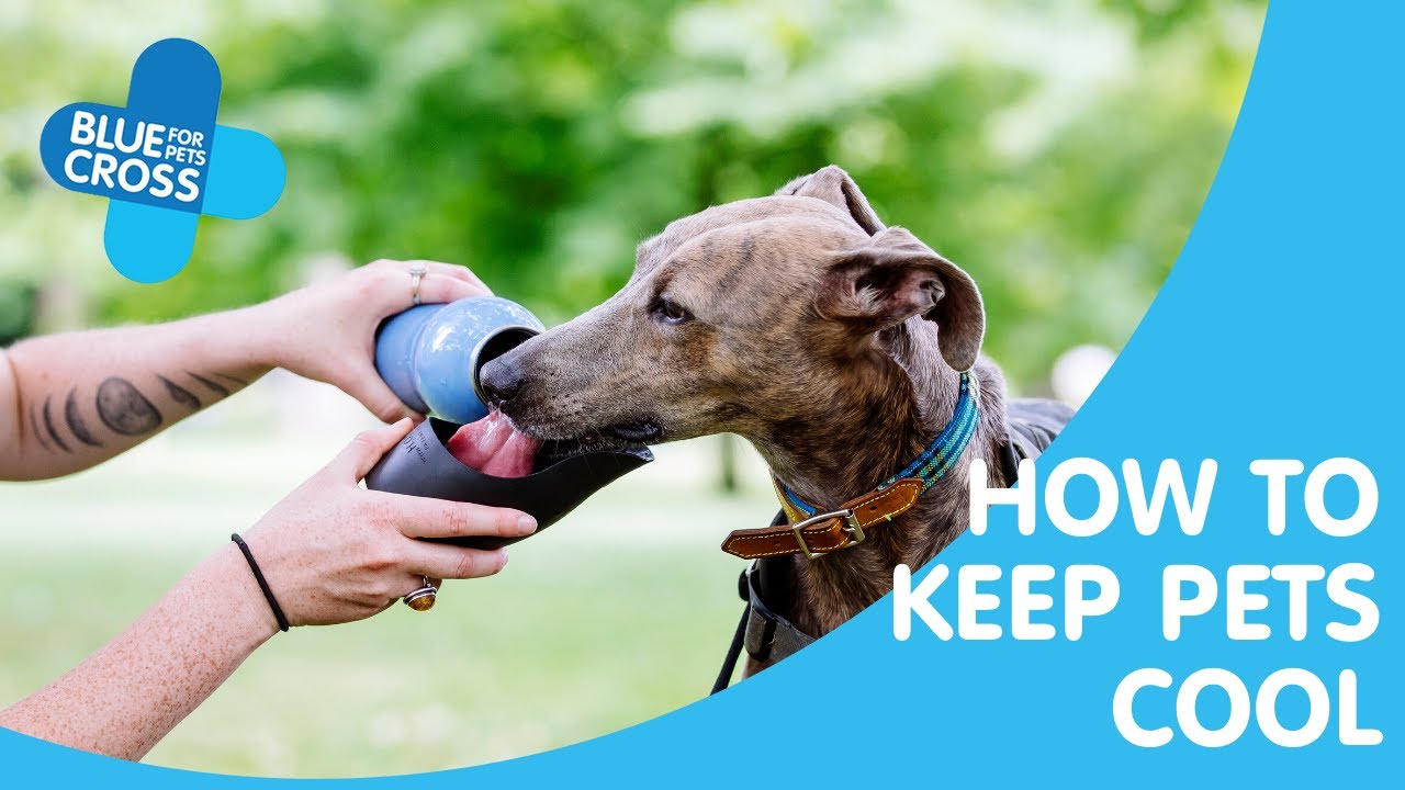 How To Keep Pets Cool | Blue Cross Pet Advice