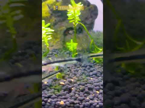 Best π Algae Eater fish | Bottom feeder Planted Aquarium fish - Cory Catfish | #fish #plantedtank