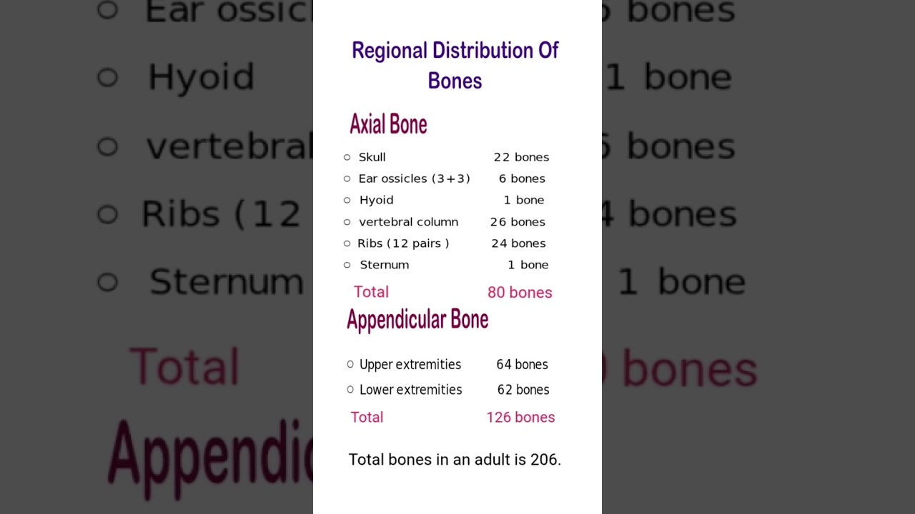Regional Distribution of Human Bones – Axial & Appendicular Skeleton (206 Bones)
