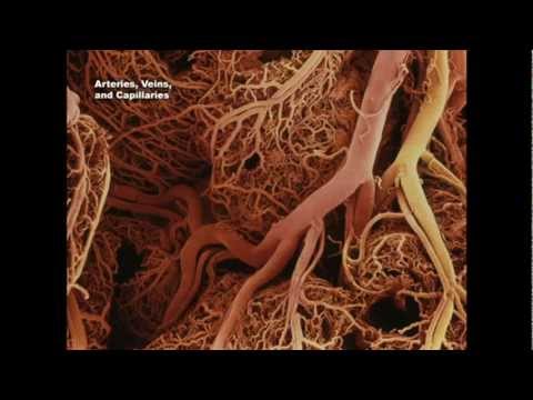 DEZVOLTAREA INTRAUTERINA « AVORTUL UCIDE