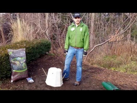 Winterizing Roses - Sheridan Nurseries