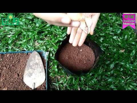 Tutorial Cara Bercocok Tanam dan Menjadi Dropshiper (FIP UMJ)