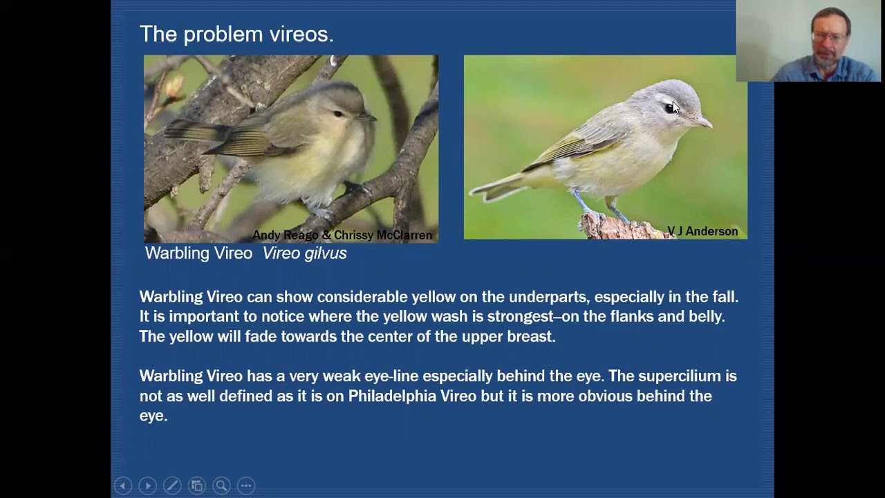 Mini-Tutorial: Vireos Without Wingbars