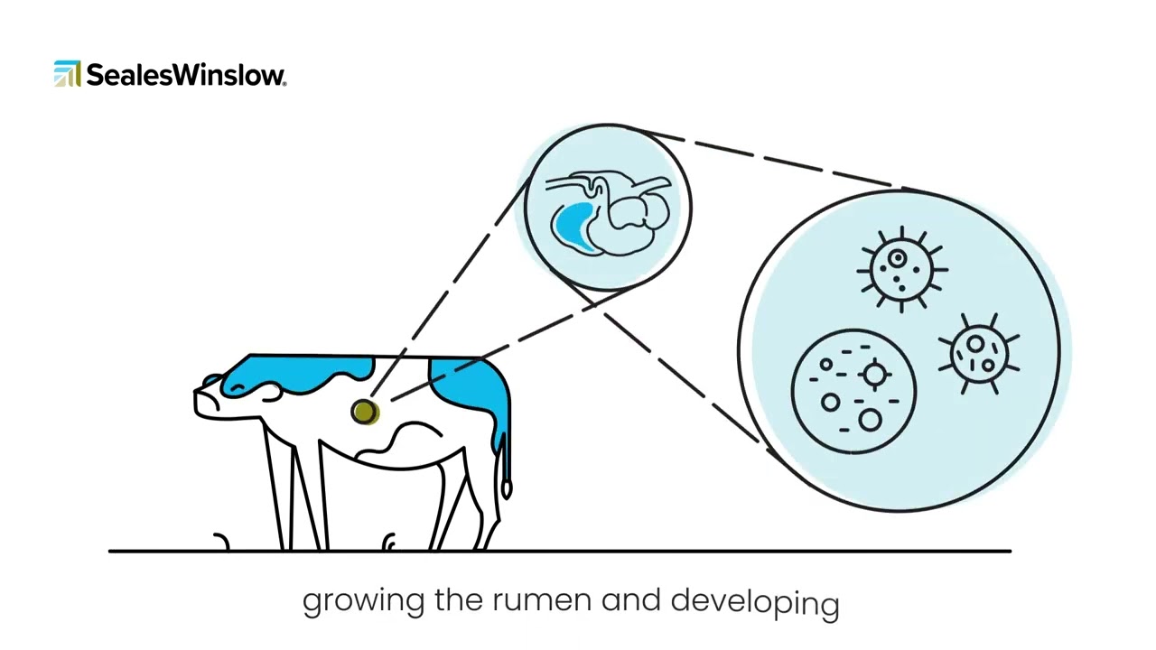 Starch: The Secret to Rumen Development