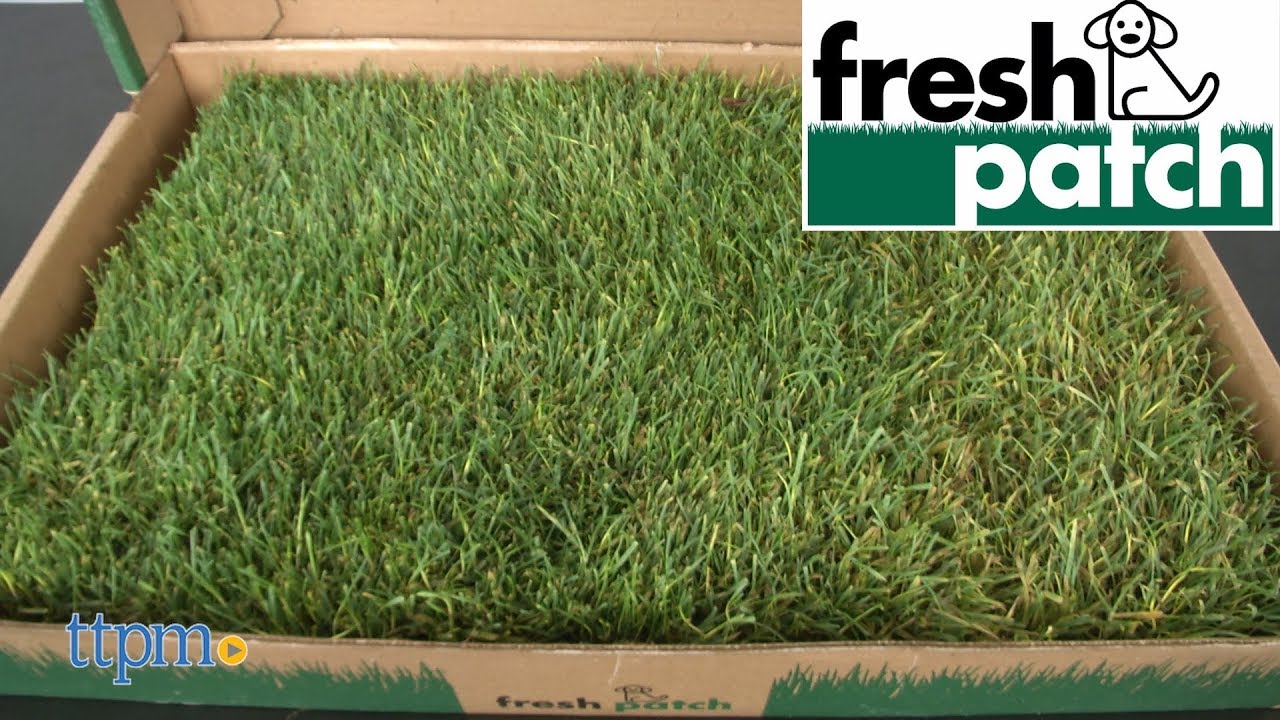 Fresh Patch from Fresh Patch