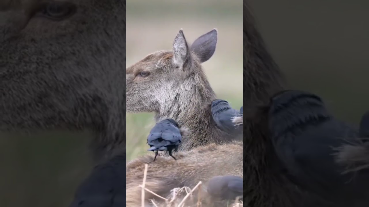 A great example of a symbiotic relationship #shortvideo