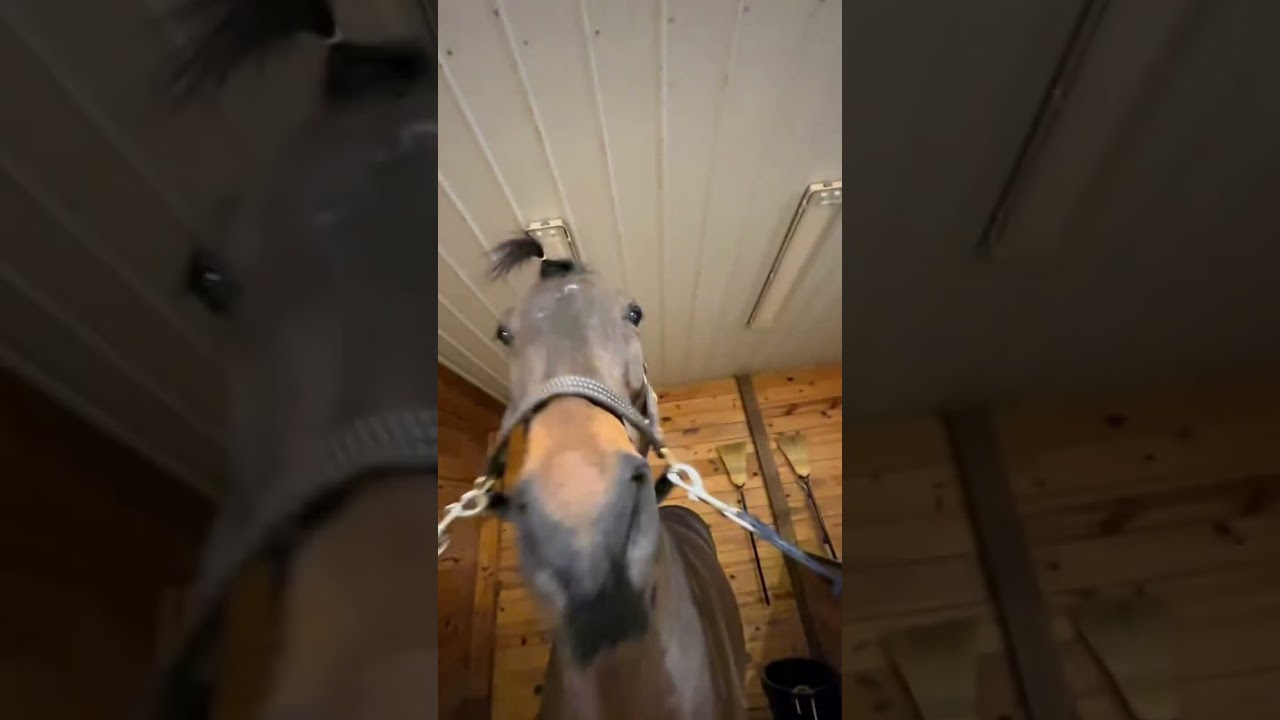 Horse nodding meme template (cr: thehorseknows ?)