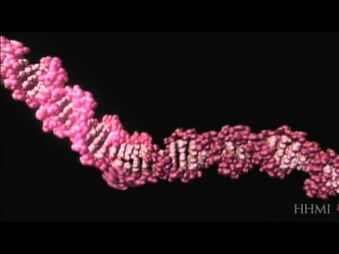 DNA Genetic Engineering