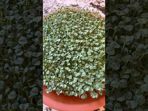 Chia Microgreens in 7 days #chiaseeds #microgreens #michigan #organic #sprouts #seeds #growth
