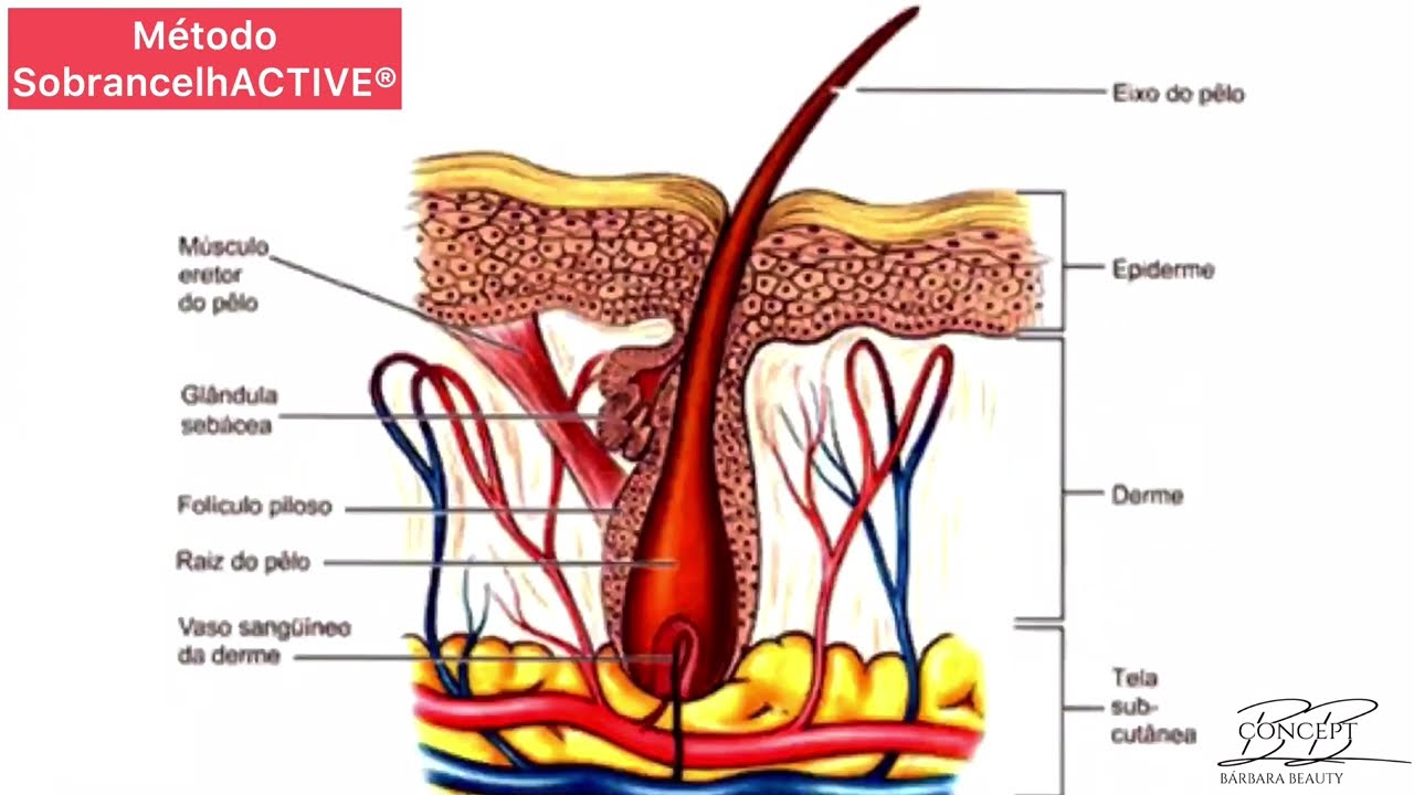 CRESCIMENTO DAS SOBRANCELHAS - TIPOS DE PELOS (TRICOLOGIA) | MÉTODO SobrancelhACTIVE®
